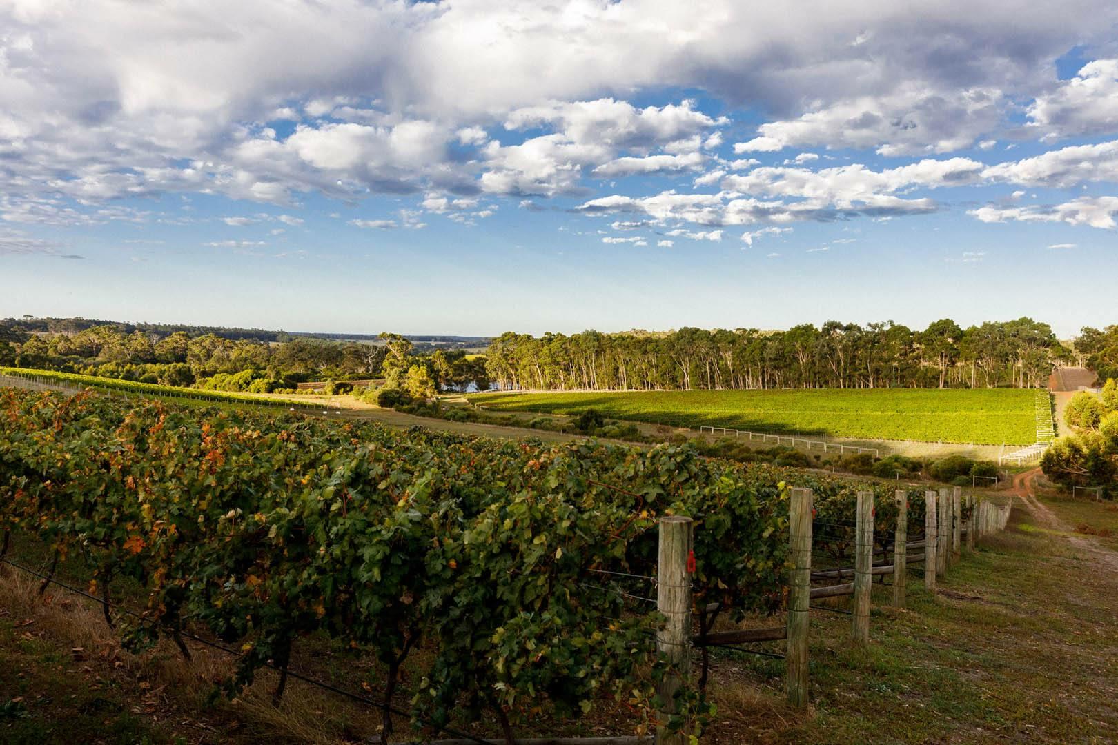 Juniper Three Fields Cabernet Sauvignon | Juniper Wines | Margaret ...