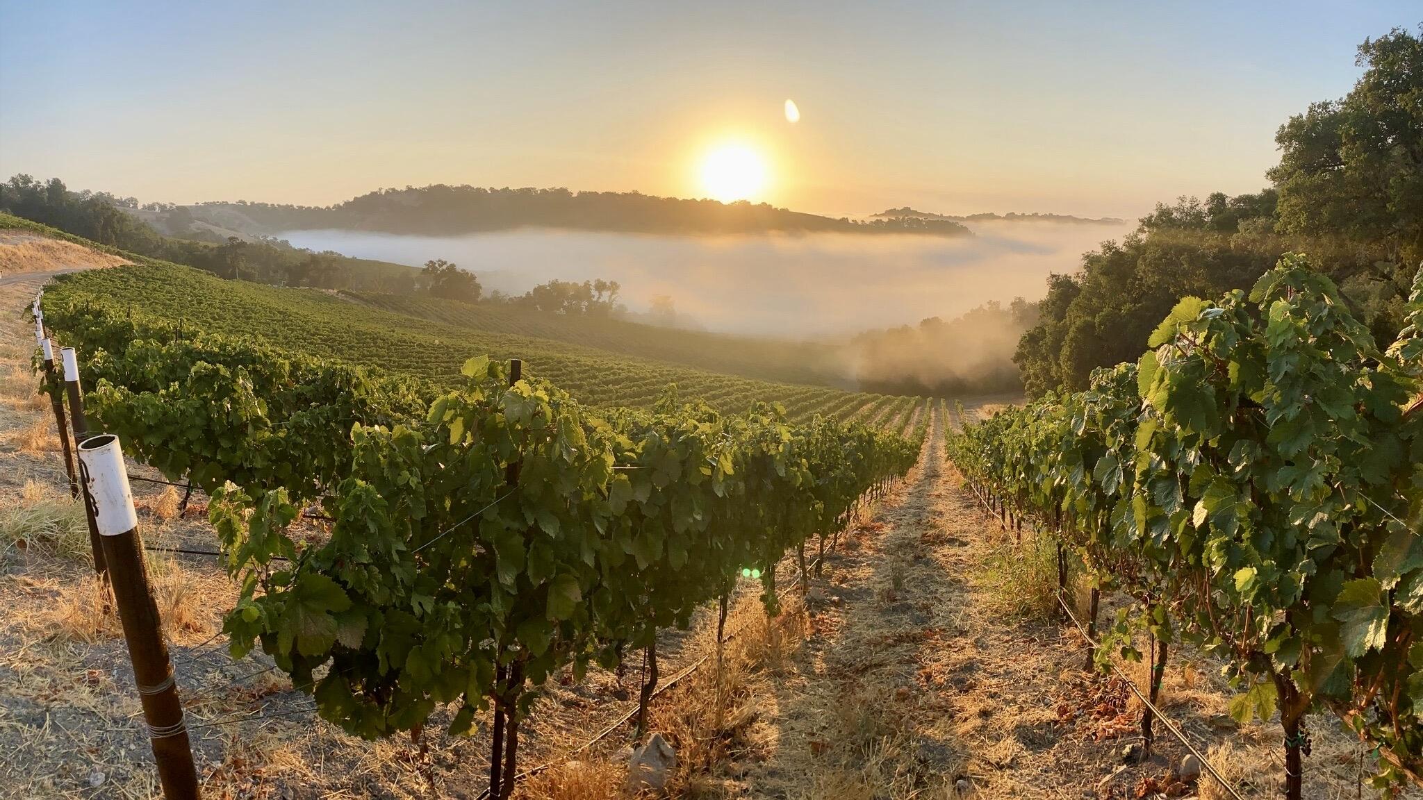 Vina Robles Vineyards & Winery Wines | Paso Robles Wineries | Wine Folly